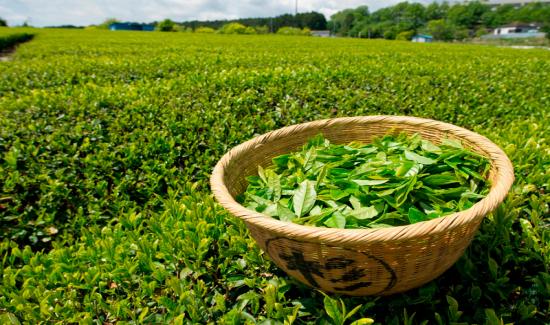 2018: exportación peruana de té verde crece en volumen pero cae en valor