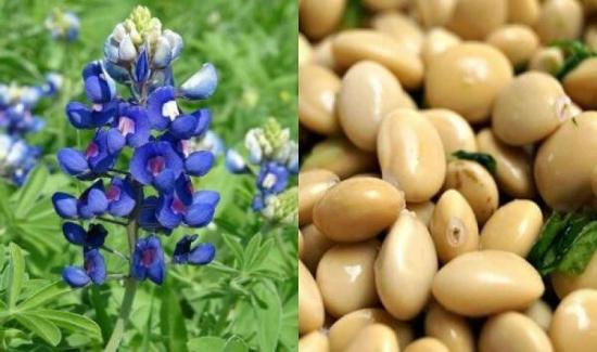 30 mil familias se dedican al cultivo de tarwi en nuestro país