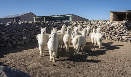 Agro Rural atenderá a 5.750 productores de Arequipa con entrega de kits ...