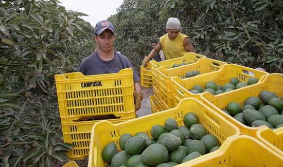 Agroexportaciones peruanas alcanzaron los US$ 5.778 millones entre ...