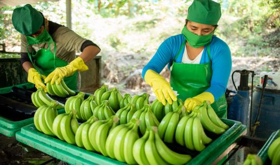Banano orgánico en Sullana: el fruto que mejoró la vida de 84 pequeños ...
