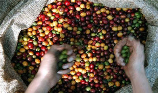 CAFÉ PERUANO LLEGA A CUATRO NUEVOS DESTINOS EXÓTICOS