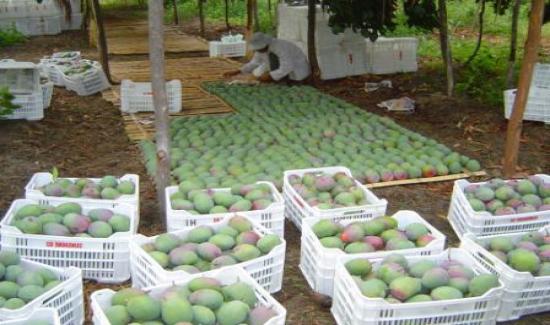 CAMPAÑA DE MANGO LLEGÓ A SU PICO CON 12.420 TM EXPORTADAS LA SEMANA 3 ...