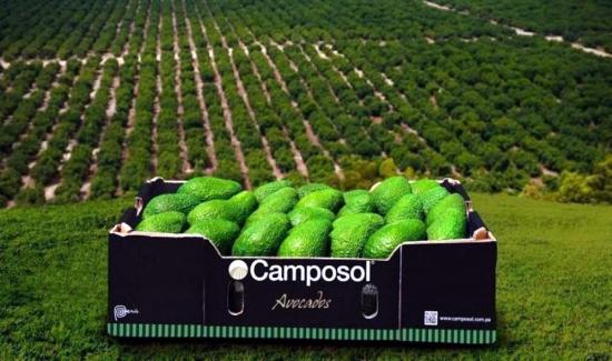 Camposol reafirma su calificación B3 de parte de Moody´s Ratings y mejora su perspectiva de ...