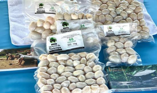 Comunidades de Pacaya Samiria emprenden con huevos de taricaya ...