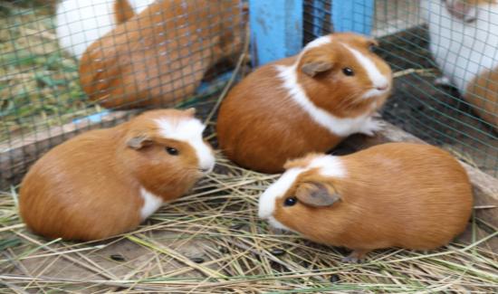 Crianza y venta de cuy: el rentable negocio que impulsan pequeños ...