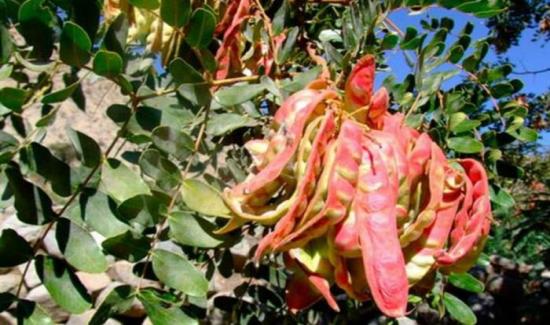 Cultivo de tara en Perú es cada vez menos silvestre y la producción se ...