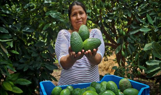 Cultivos de palta ganan terreno a la papa en sierra centro, pero despegue peligra