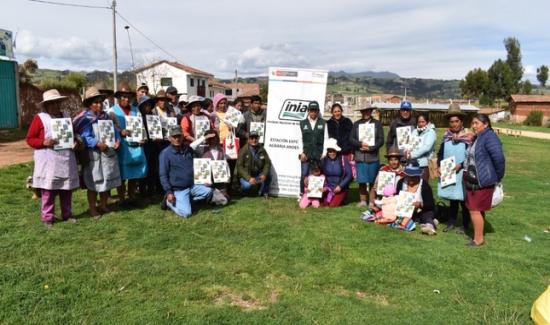 Cusco: transfieren tecnologías para que productores de Pancarhuaylla mejoren calidad genética ...