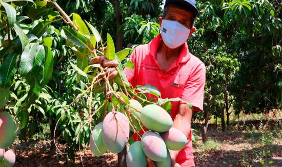 Despachos de mango peruano caen -73% en Europa y -76% en Norteamérica