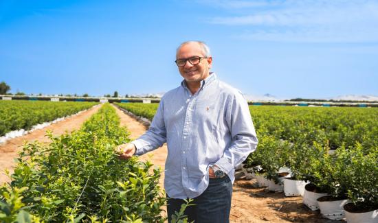 Don Ricardo busca nuevas variedades de arándanos de alta producción ...