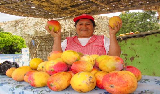 El 89.7% de productores que certificaron sus campos de mango para ...