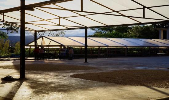 El camino ascendente de La Chacra D´Dago, una finca cafetalera ...