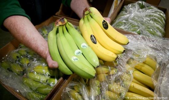 El sector bananero ecuatoriano aumenta un 6.95% sus exportaciones a ...