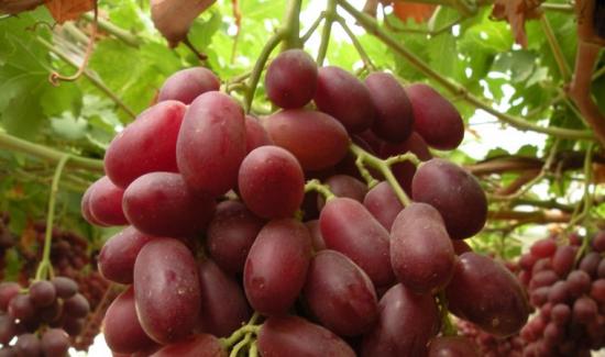 Exportaciones chilenas de uvas de mesa alcanzarían las 67.1 millones de ...