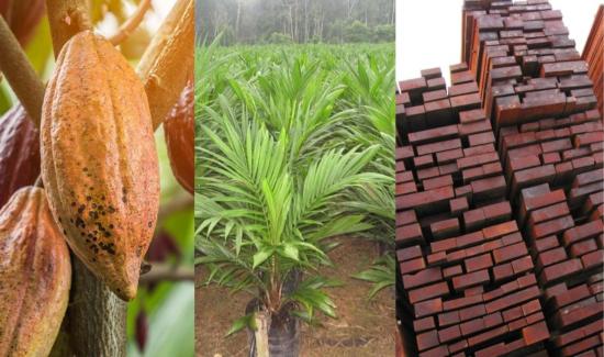 Exportaciones de la Amazonía peruana sumaron US$ 356 millones en el ...
