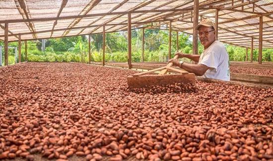 Exportaciones peruanas de cacao y derivados caen en volumen 15% entre ...