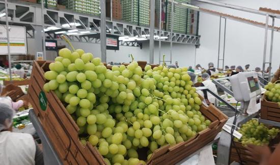 Exportaciones peruanas de uva suman 331.022 toneladas en lo que va de 2023