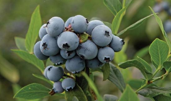 hortifrut-per-lanzar-3-nuevas-variedades-de-ar-ndanos-en-2022