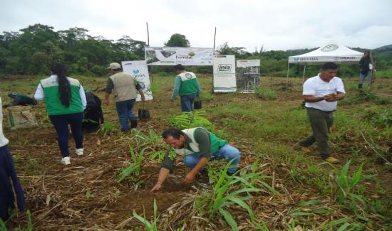 INIA instala más de 7 mil plantones de 21 especies forestales de alta ...