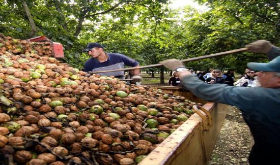 La nuez, uno de los frutos más completos y saludables