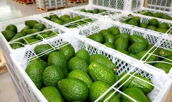 La palta es el principal producto agroexportador en los primeros nueve ...