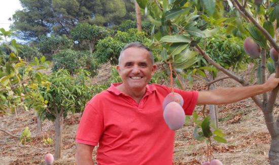 Mango orgánico: una realidad que crecerá paulatinamente por la gran ...