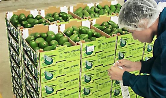 Mercado peruano de la palta en 2026: fragmentación, competencia y ...