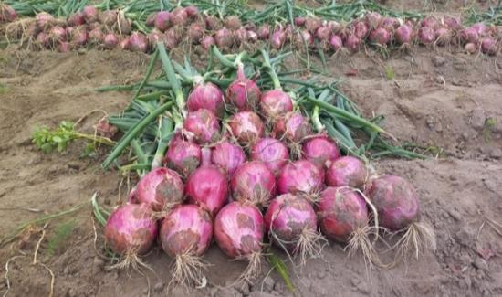 Nueva variedad de cebolla peruana promete mejor poscosecha y ...