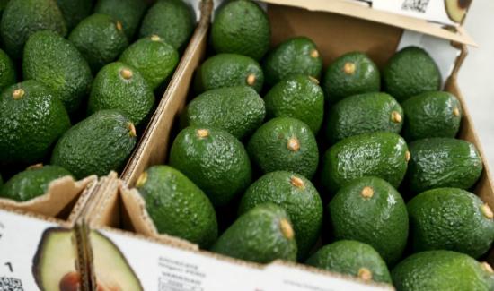 PALTA DE CALIFORNIA OBTIENE MEJORES PRECIOS ANTE MENOS PRODUCCIÓN MEXICANA