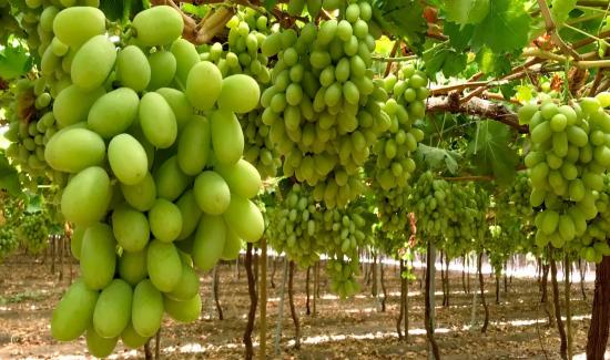 Perú exportaría 72.8 millones de cajas de uvas de mesa en la campaña ...