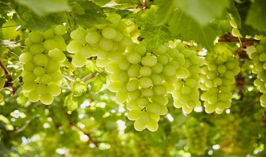 Perú Grapes negocia compra de tierras para uvas en Piura