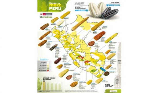 PERÚ POSEE MÁS DE 50 VARIEDADES DE MAÍZ