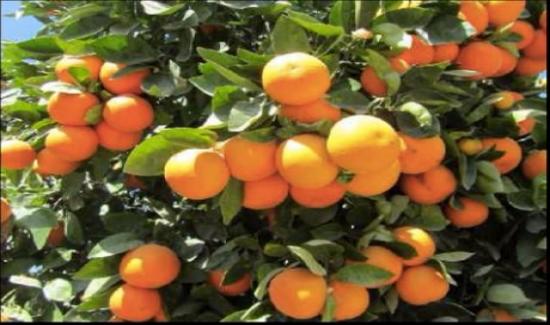 Perú vuelve a enviar naranjas a EE.UU. luego de cuatro años y despierta ...