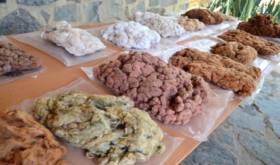 ¿Por qué el algodón nativo peruano tiene tan pocas posibilidades de ...