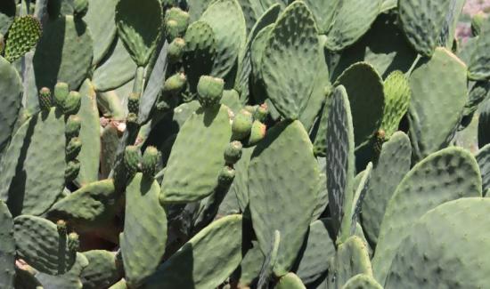 Premian a productores de tuna de Huarochirí por innovar en la gestión ...