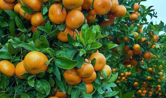 ProCitrus: Perú no registra nuevas plantaciones de mandarinas desde el 2020