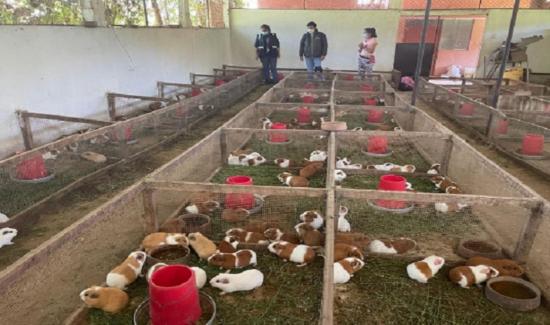 Producción de cuy es el negocio de moda de emprendedores rurales de ...