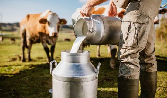 Producción nacional de leche fresca de vaca alcanzó las 1.891.000 ...