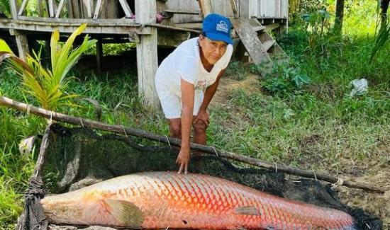 Producir paiche, el negocio que está uniendo a la zona norte y oriente ...