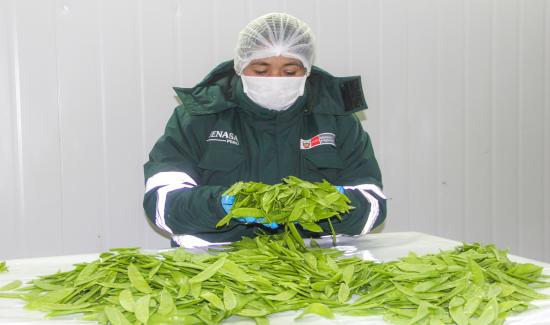 Senasa certificó 761 toneladas de holantao destinado a mercados ...