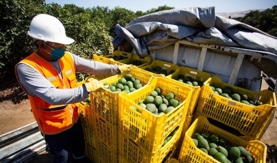 Westfalia Fruit Perú, Agrokasa, Agrícola Cerro Prieto y Camposol lideran exportación de palta ...