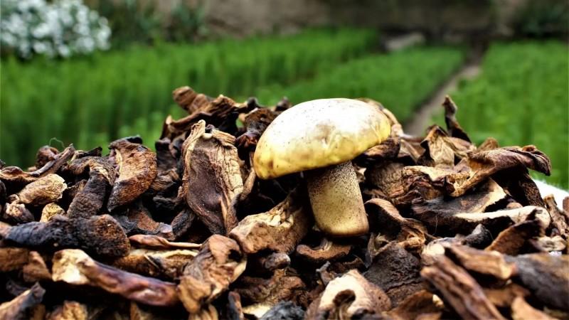 El sector de hongos comestibles en Perú: desafíos, oportunidades y el ...