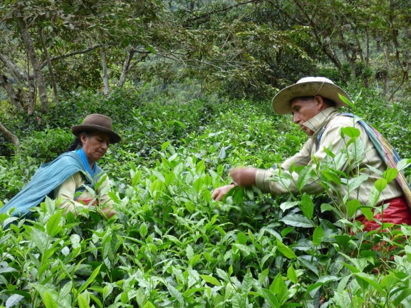 Producción peruana de té creció 16.2% entre el 2011 y 2016