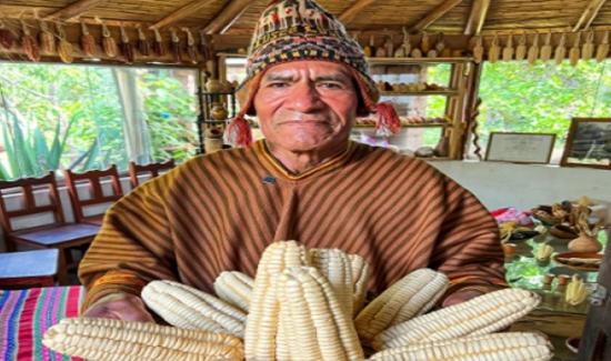 Alistan degustación más grande de tamales de maíz blanco del Cusco en ...