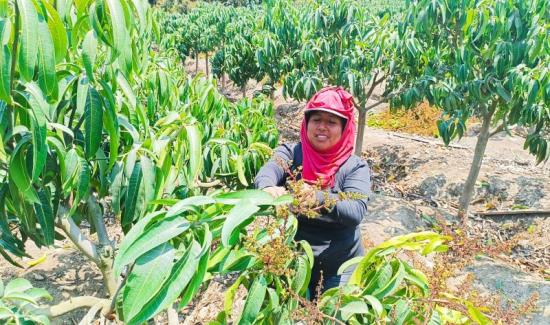 Áncash: productores de Moro podan la primera floración de mango para ...