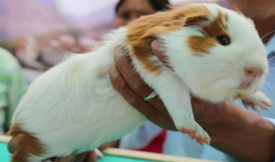 Consumo de cuy alcanza las 30 mil toneladas