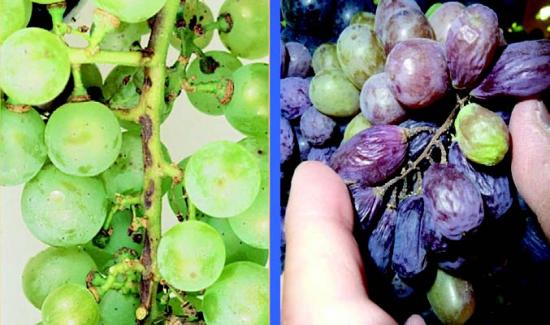 "DESÓRDENES FISIOLÓGICOS Y LAS CARENCIAS NUTRICIONALES ORIGINAN MALA ...