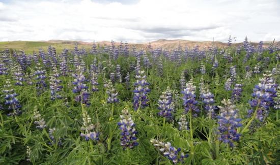 DRA Cajamarca promueve cultivo de tarwi