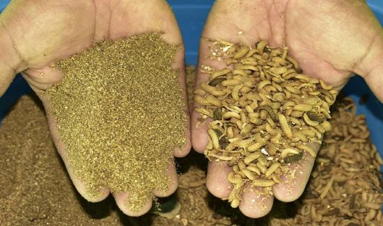 Elaboran harina de larvas de insectos para alimentación del ganado en ...